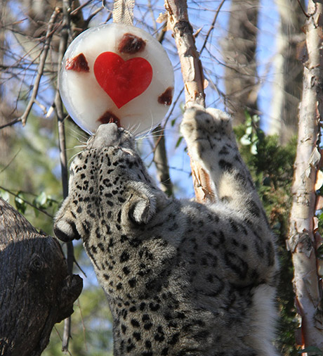 Eat Your Heart Out | While at the Zoo
